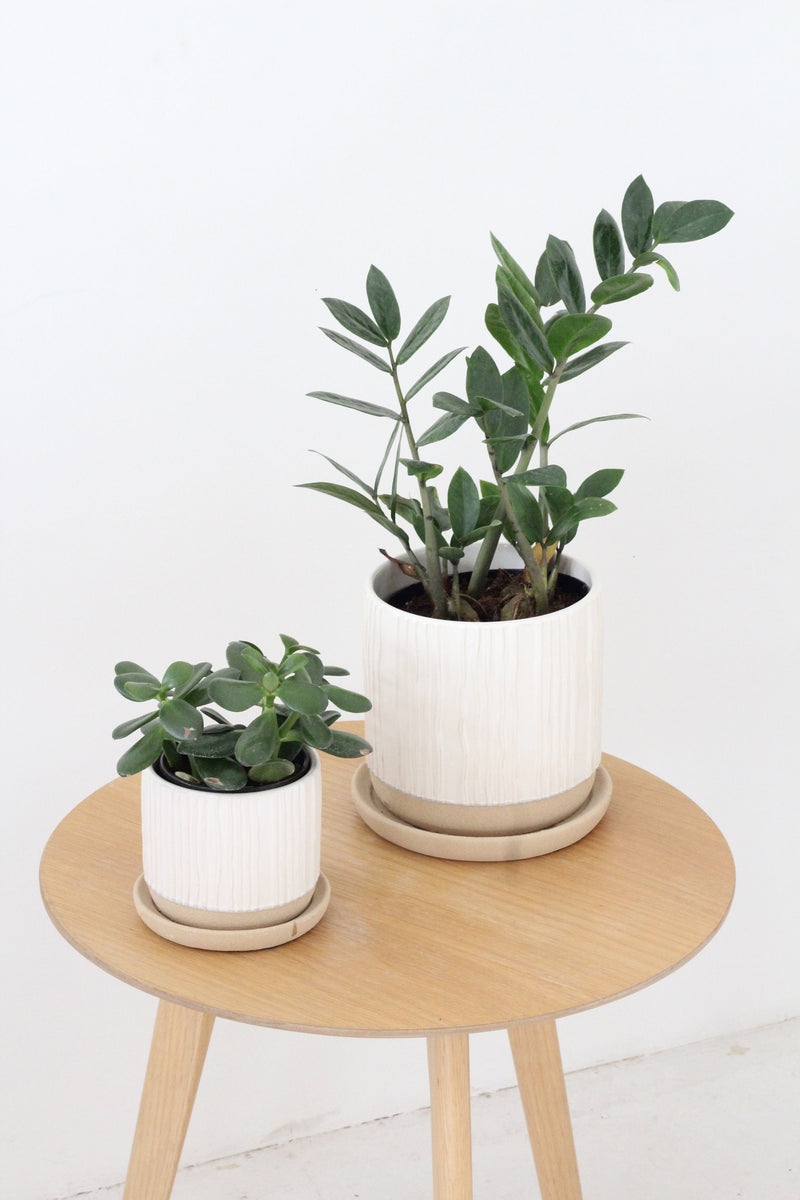 Textured Planter with Saucer in White Ceramic on Beige – SPROUT & ABOUT